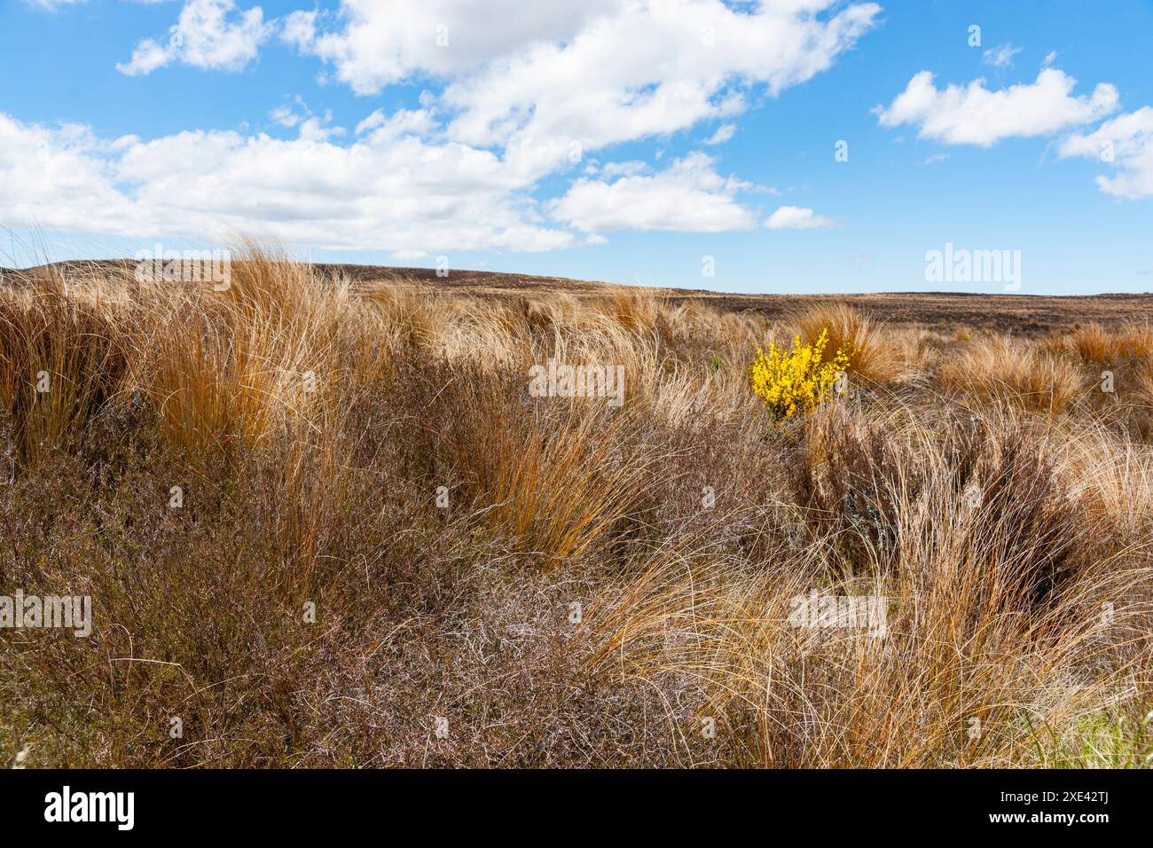 yellow flowering broom bush in tussock covered landscape in central ...
