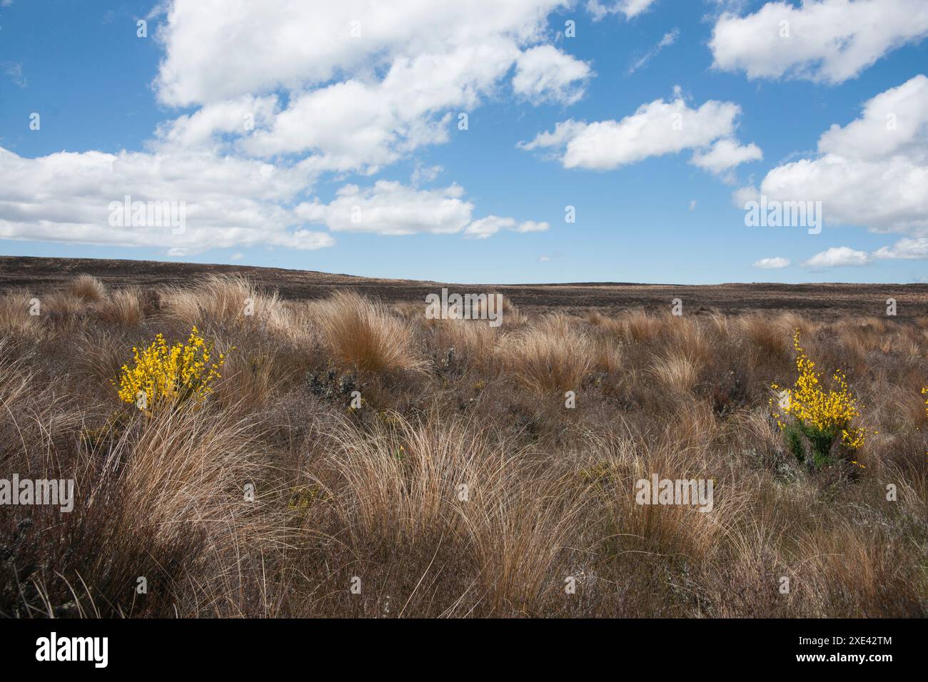 yellow flowering broom bush in tussock covered landscape in central ...