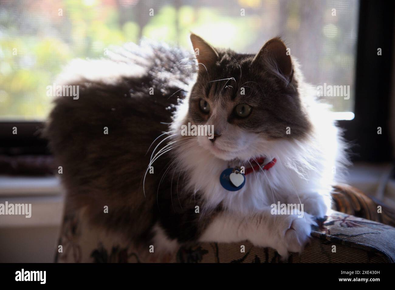 Torbie hi-res stock photography and images - Alamy