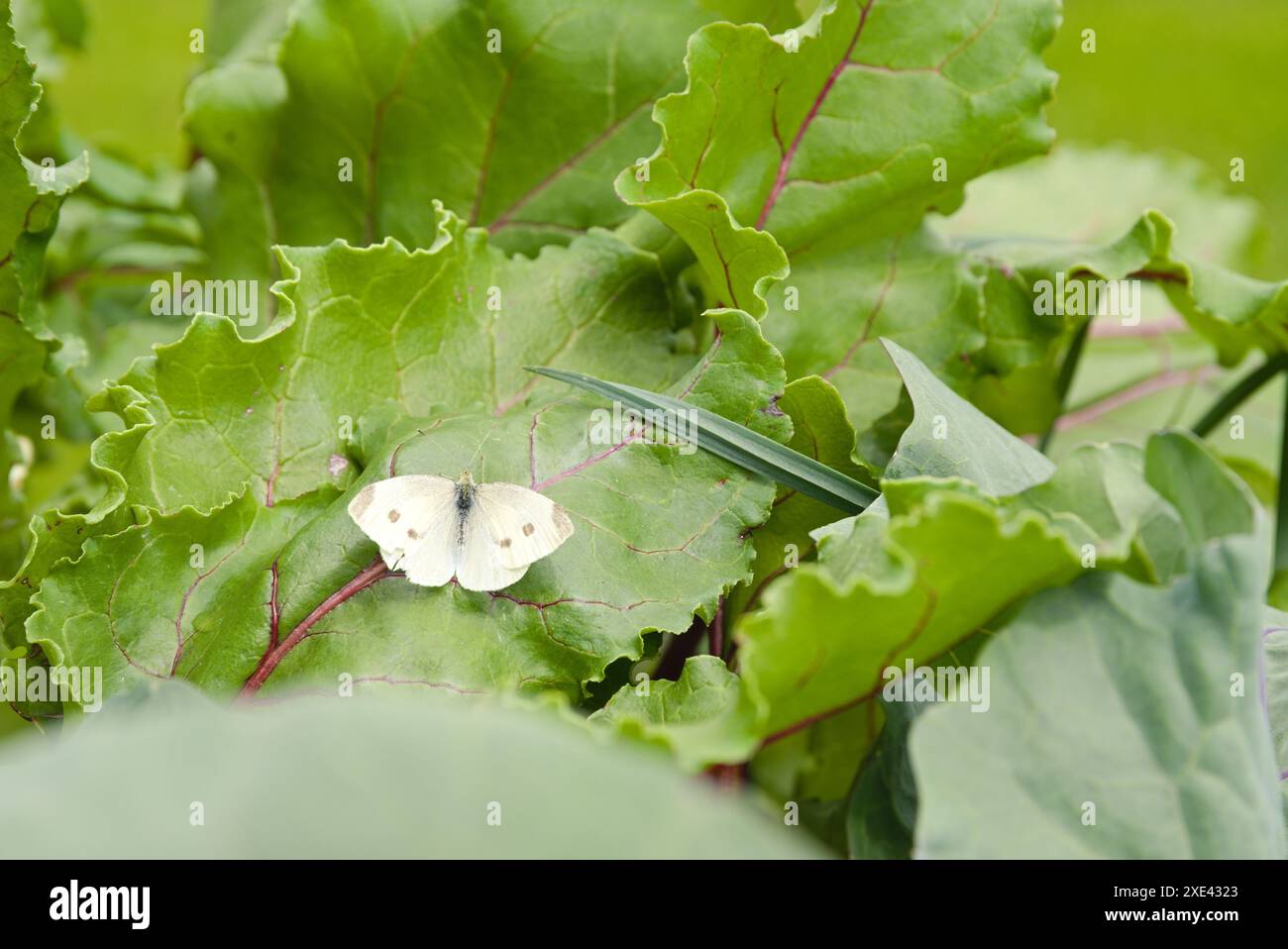 Butterfly cabbage white sits on a beet leaf in the vegetable garden ...
