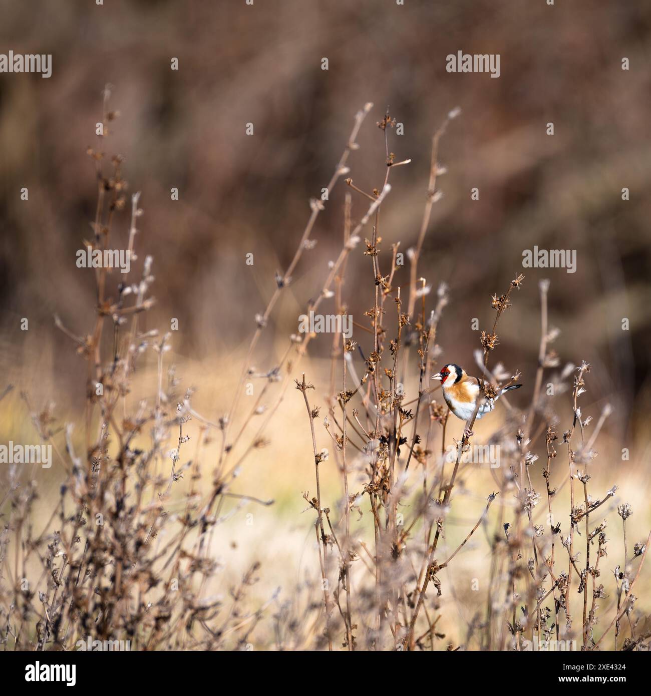 European Goldfinch, Carduelis carduelis, the bird enjoys nibbling and ...
