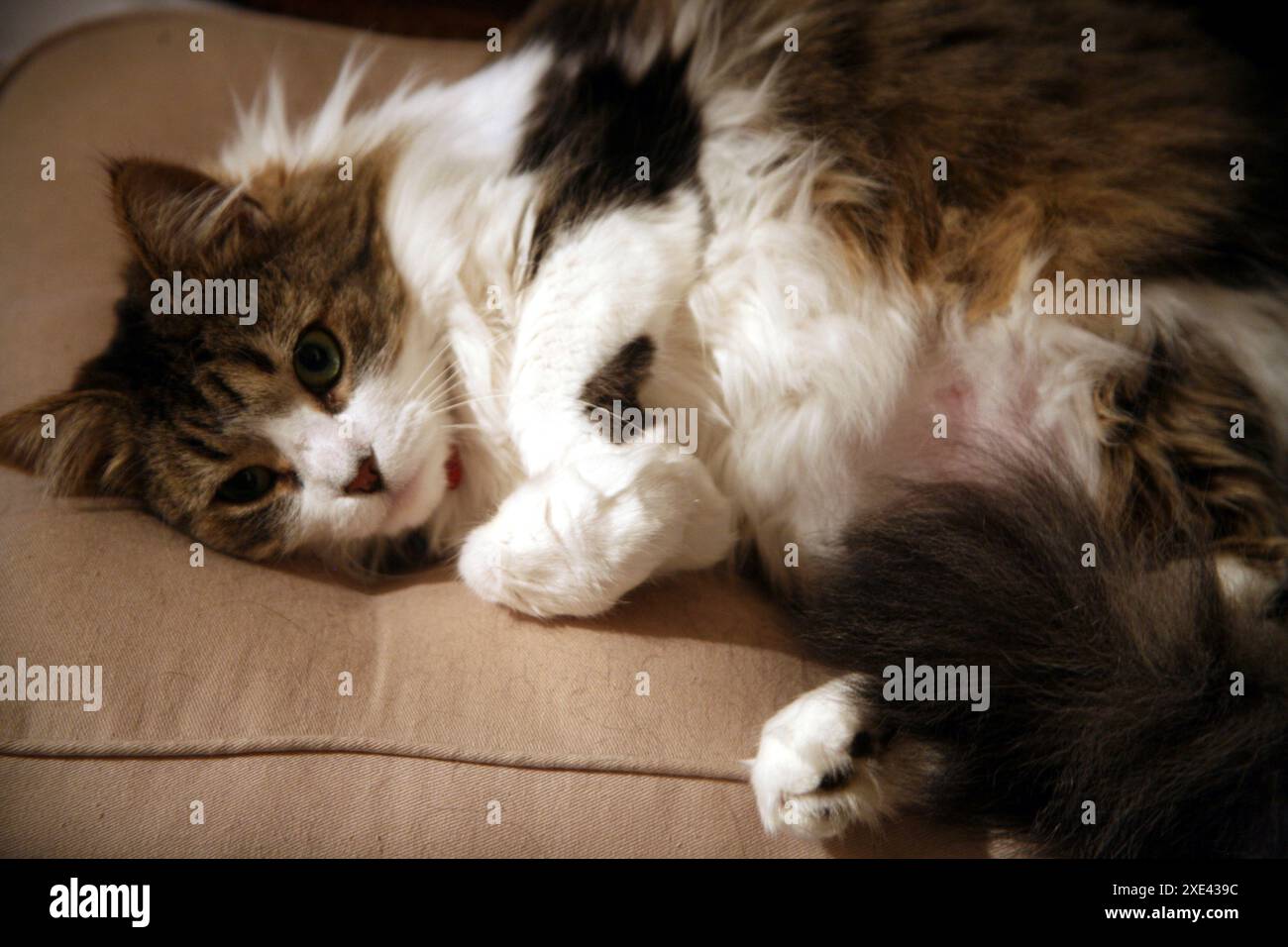 Tabby and white torbie cat lying on its side Stock Photo - Alamy