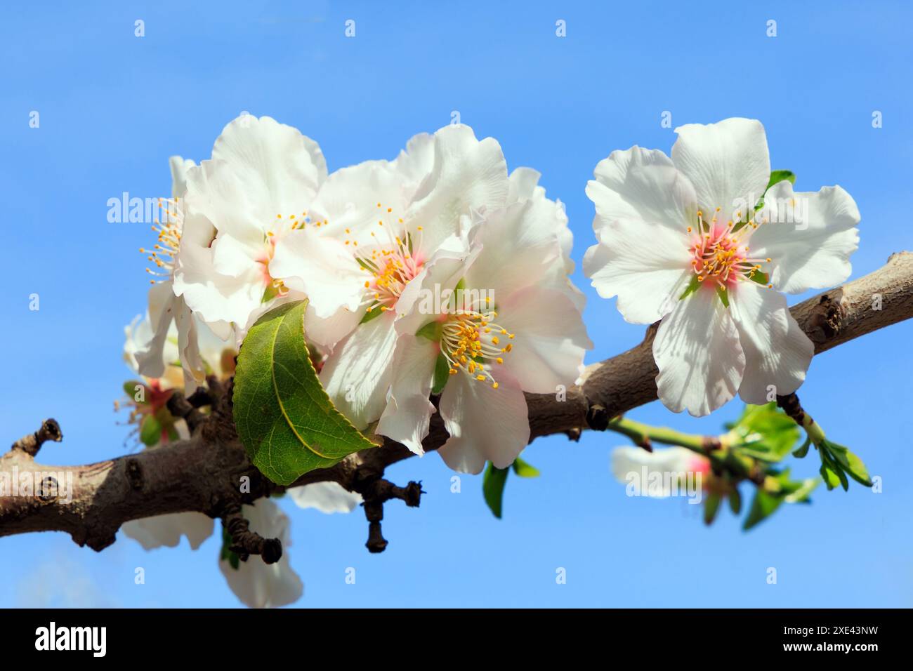 Snow-white almond flowers Stock Photo - Alamy