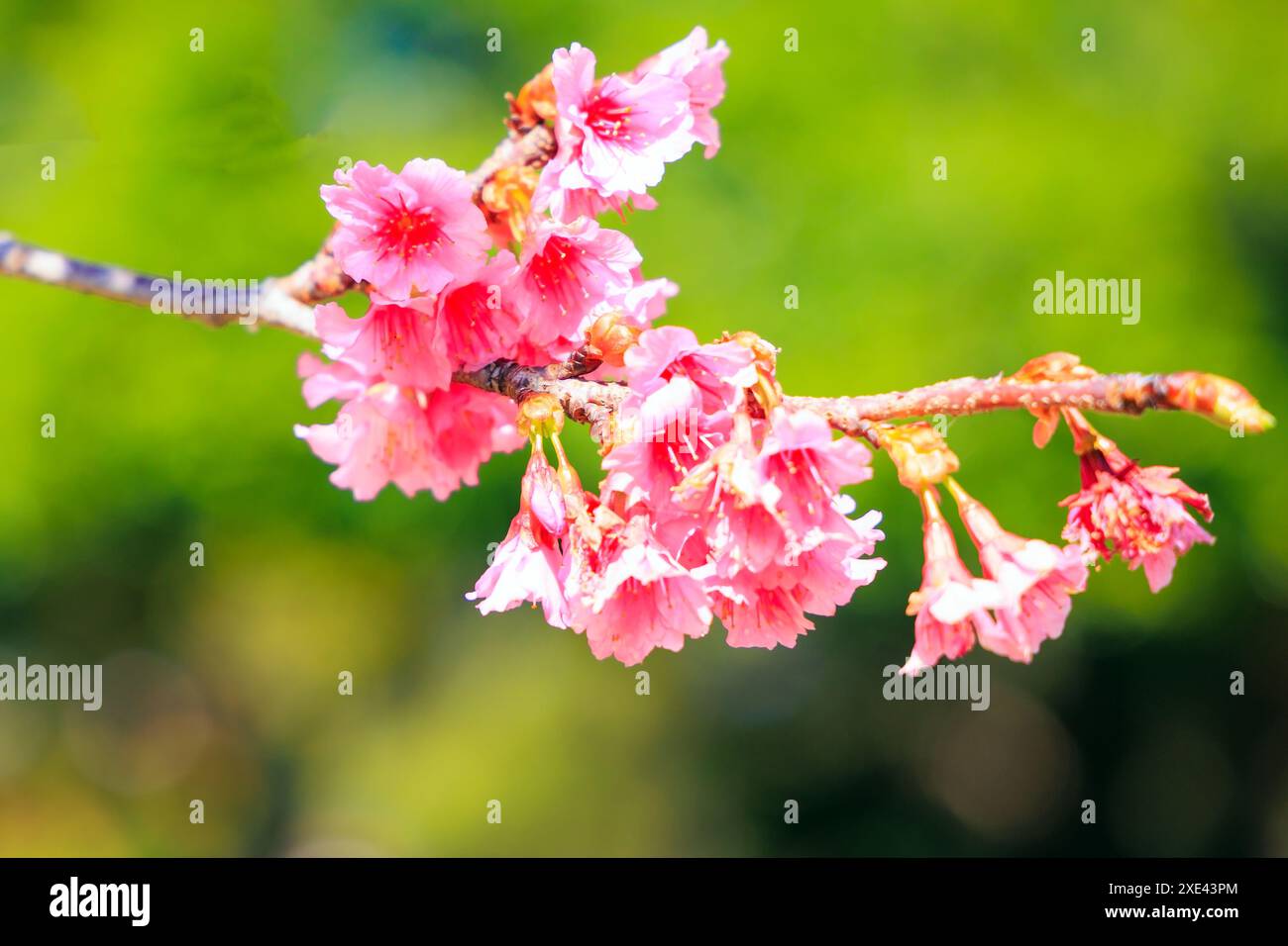 Gorgeous spring cherry blossoms Stock Photo - Alamy