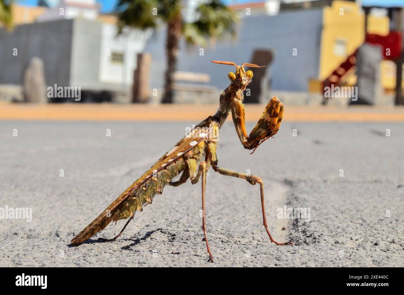 Insect Mantis Religiosa Stock Photo - Alamy