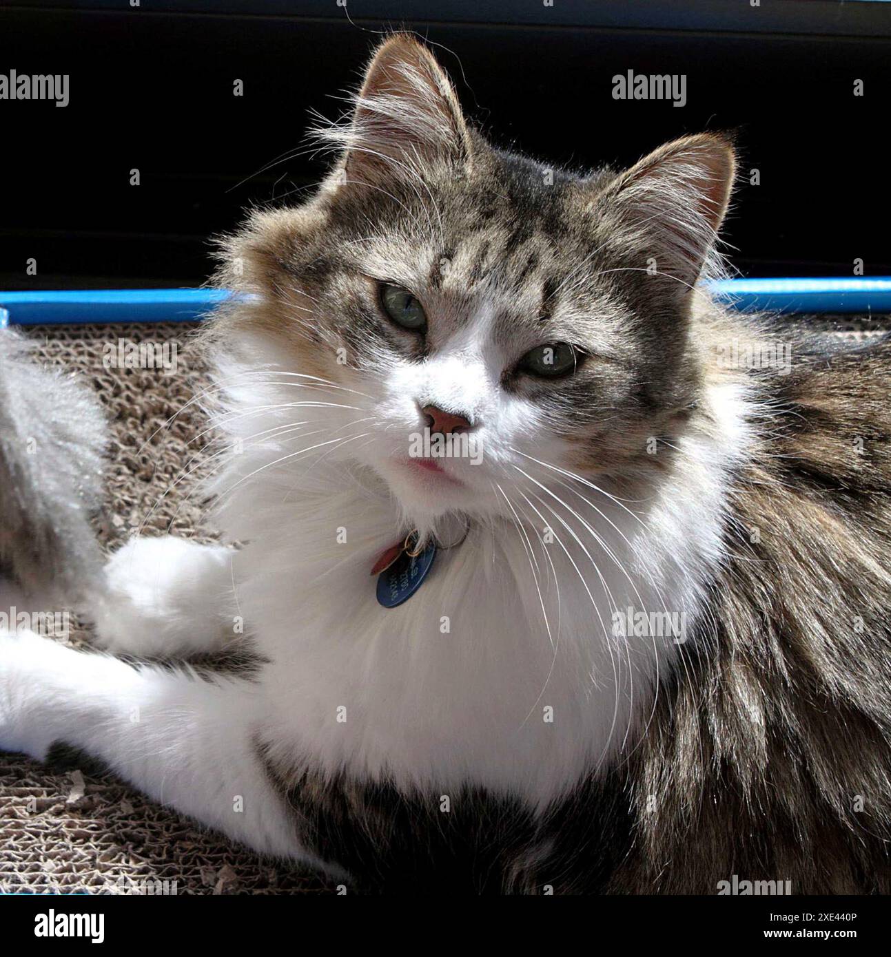 Domestic medium hair cat hi-res stock photography and images - Alamy