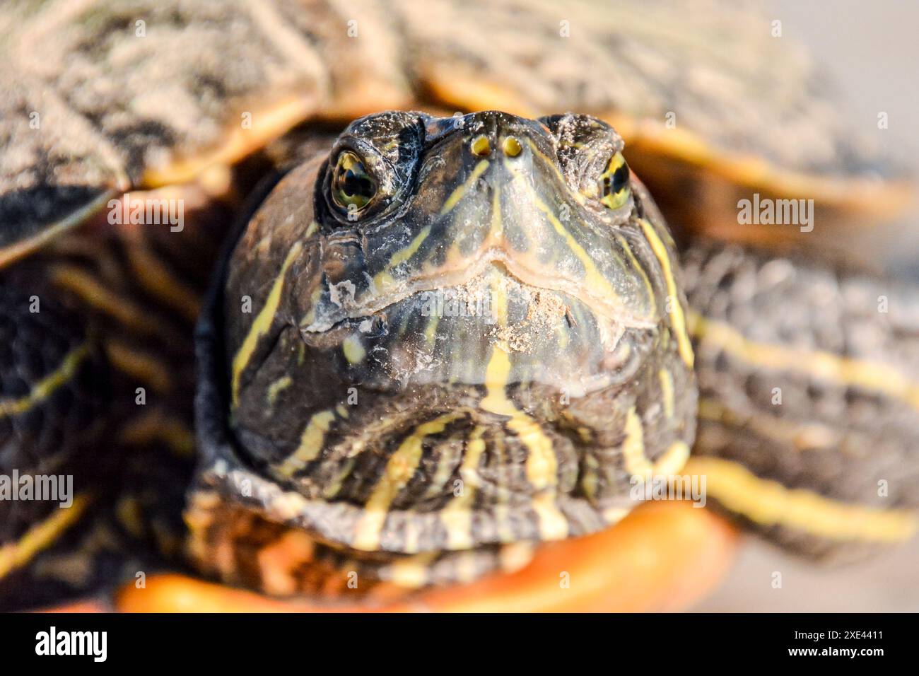 Trachemys scripta elegans tortoise hi-res stock photography and images ...