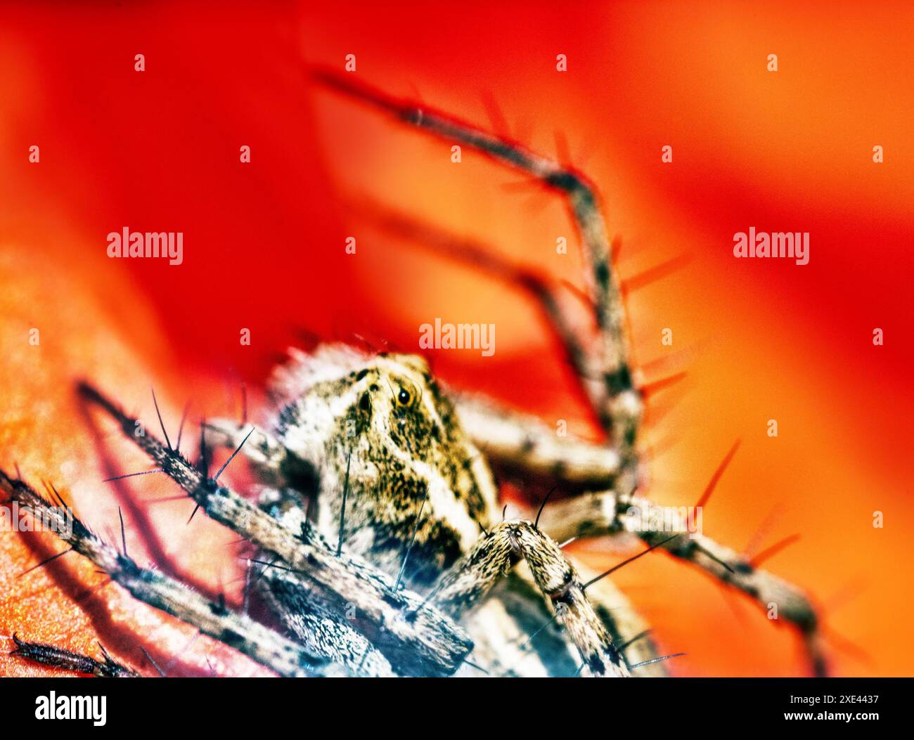 A spider resembling a sloth Stock Photo - Alamy