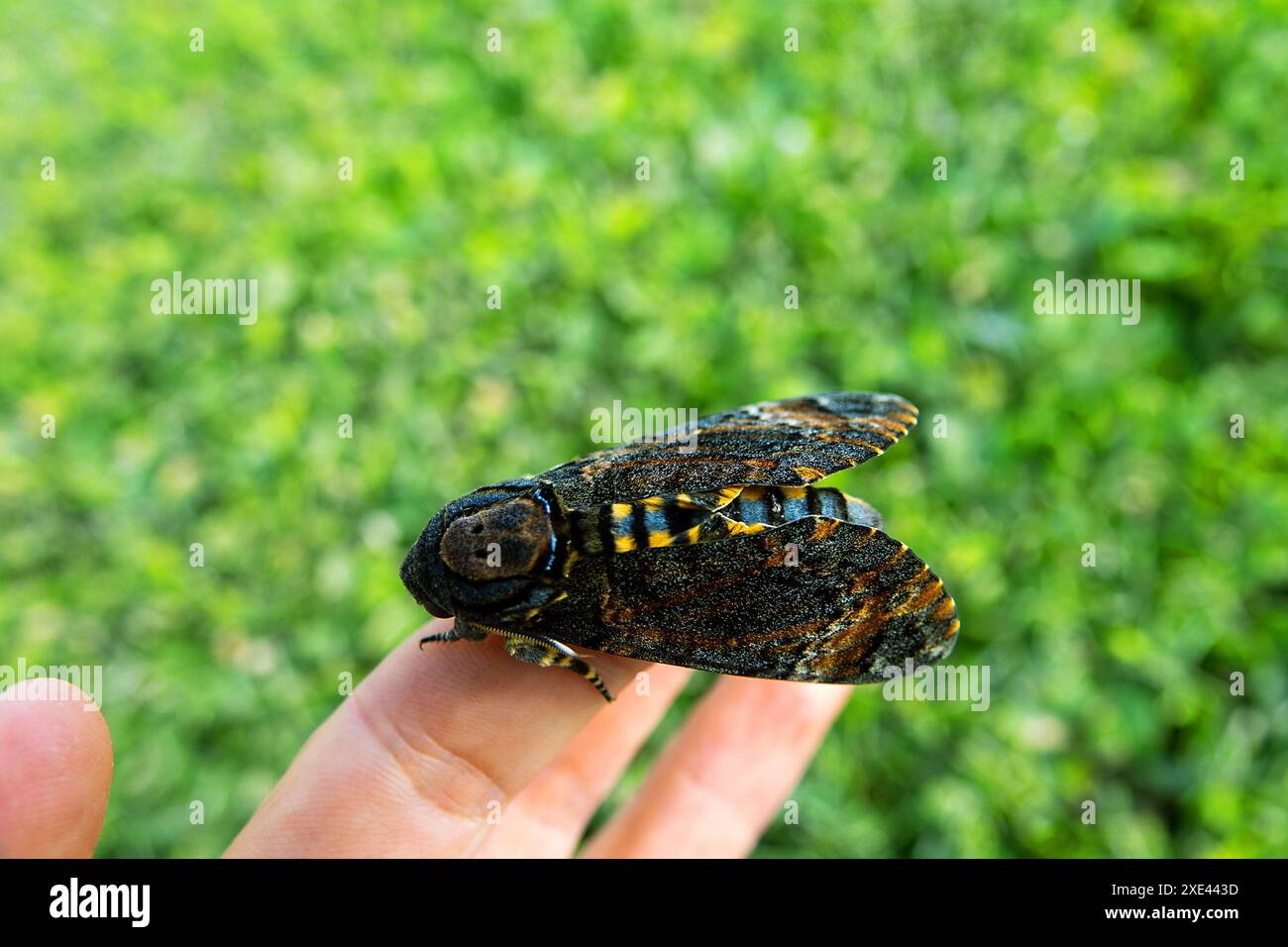 Tiger hawk moth hi-res stock photography and images - Alamy