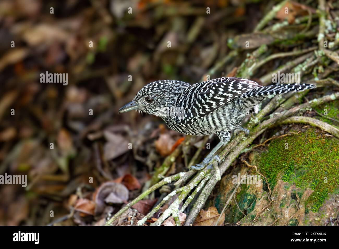 Bar-crested antshrike (Thamnophilus multistriatus), Barichara ...