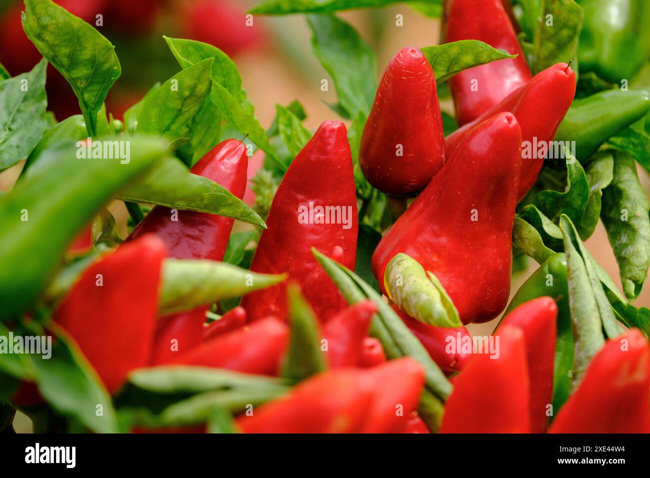 Preservative ingredient majorcan sobrasada hi-res stock photography and ...