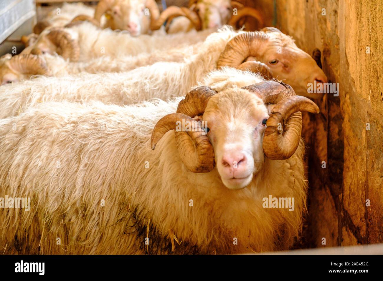 Carnero merino hi-res stock photography and images - Alamy