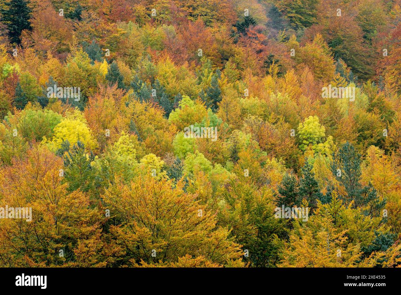 Habitat old mature forest hi-res stock photography and images - Alamy