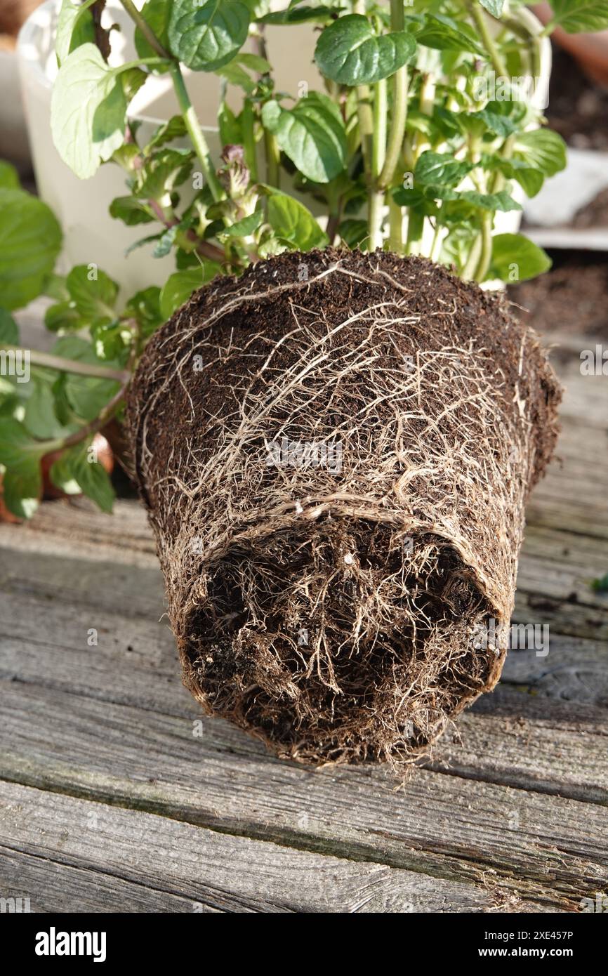 Mentha x piperita, peppermint, roots Stock Photo - Alamy