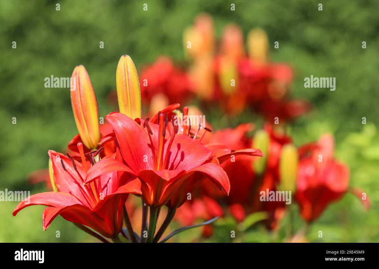 Red lily in the garden. Gardening concept Stock Photo - Alamy