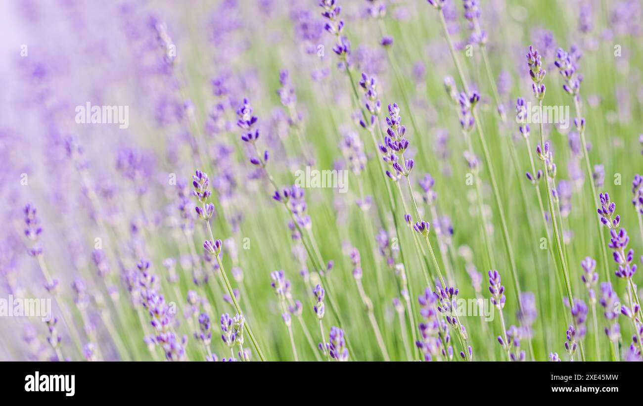 Lavender soft focus hi-res stock photography and images - Alamy