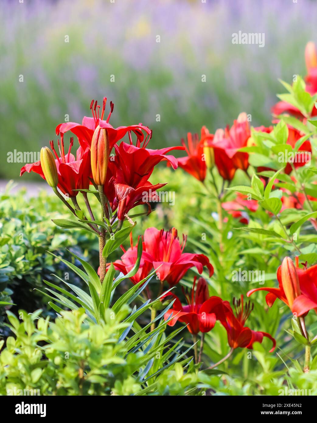 Gardening concept landscaping garden hi-res stock photography and ...