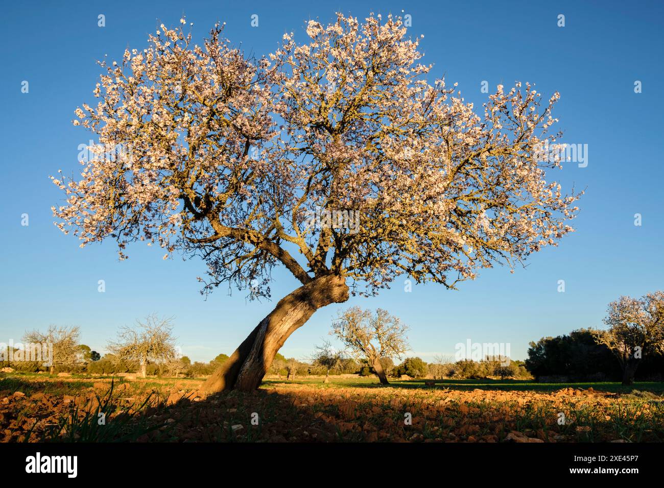 Almendro en flor Stock Photo - Alamy