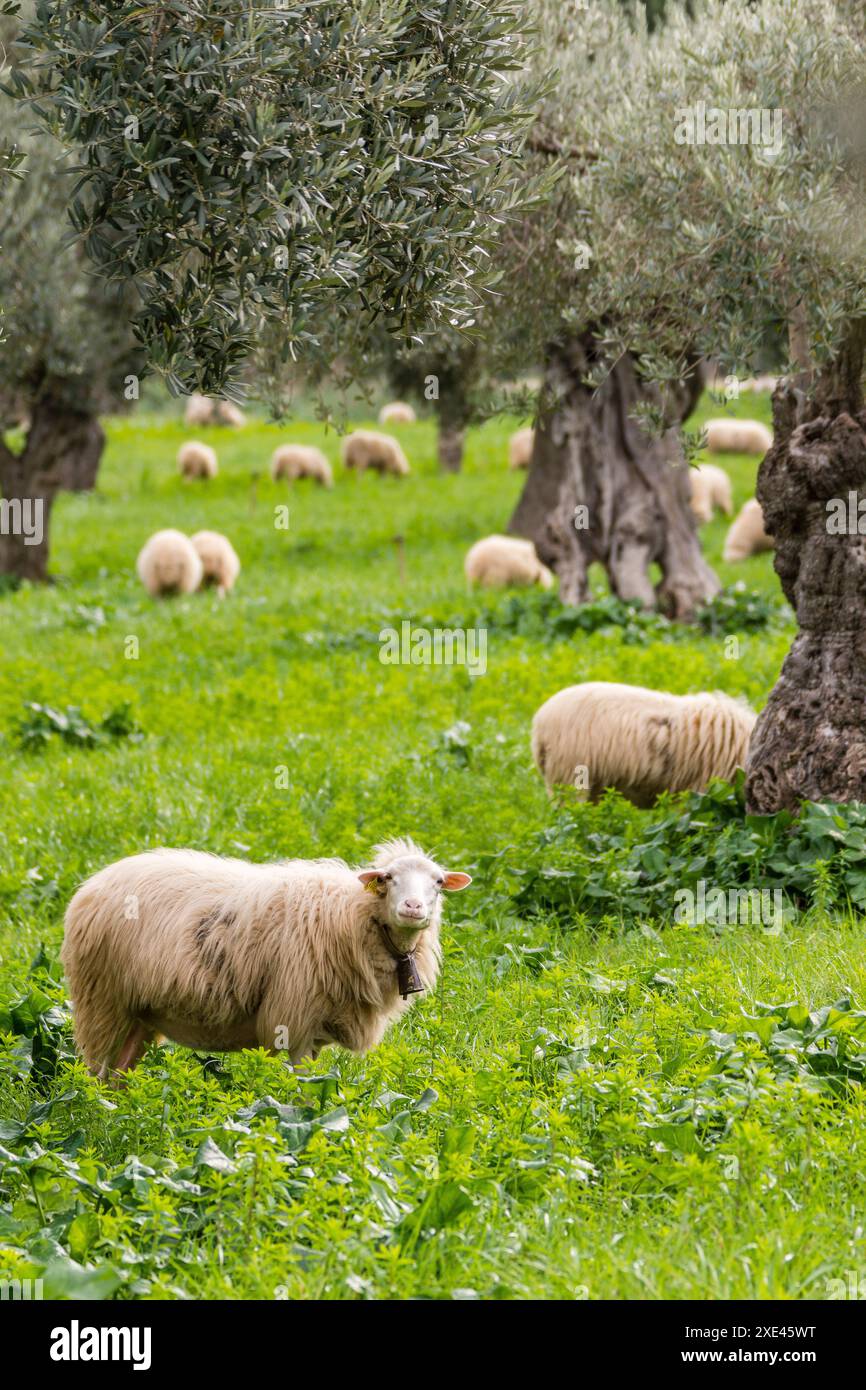 Sheep in protected area hi-res stock photography and images - Alamy