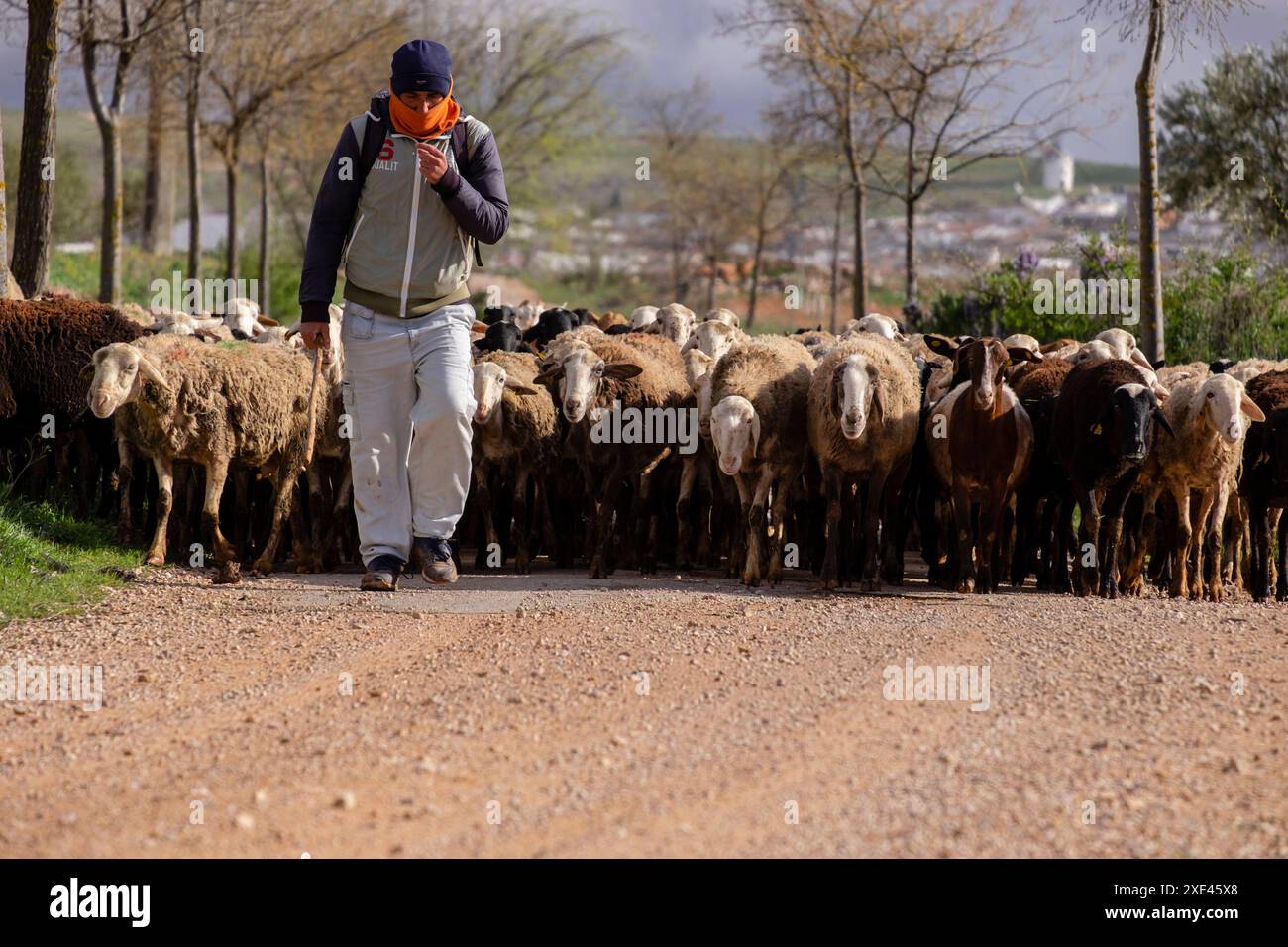Planta de pasto hi-res stock photography and images - Alamy