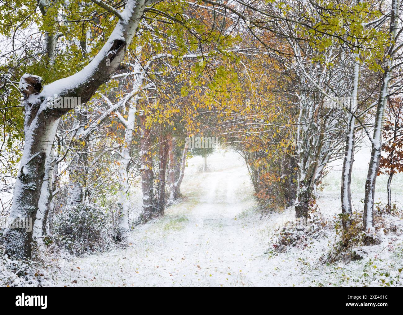Path through winter landscape Stock Photo - Alamy