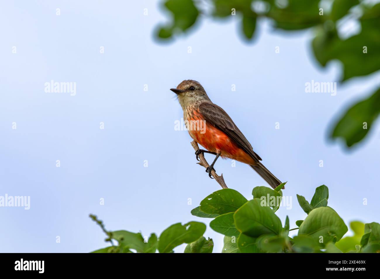 Vermilion flycatcher (Pyrocephalus obscurus) female. Barichara ...