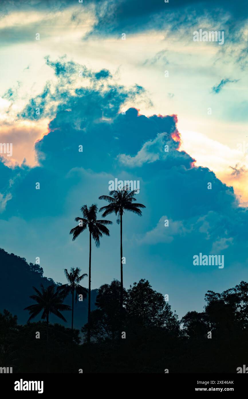 Valle del Cocora, sunset over towering wax palms in Cocora Valley ...