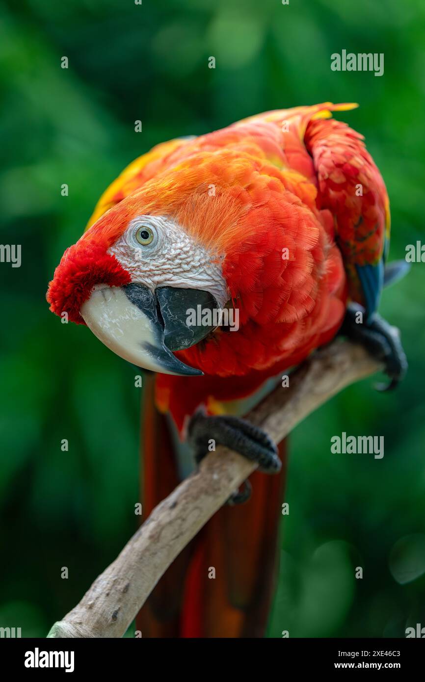 Blue-and-yellow macaw (Ara ararauna), Malagana, Bolivar department ...