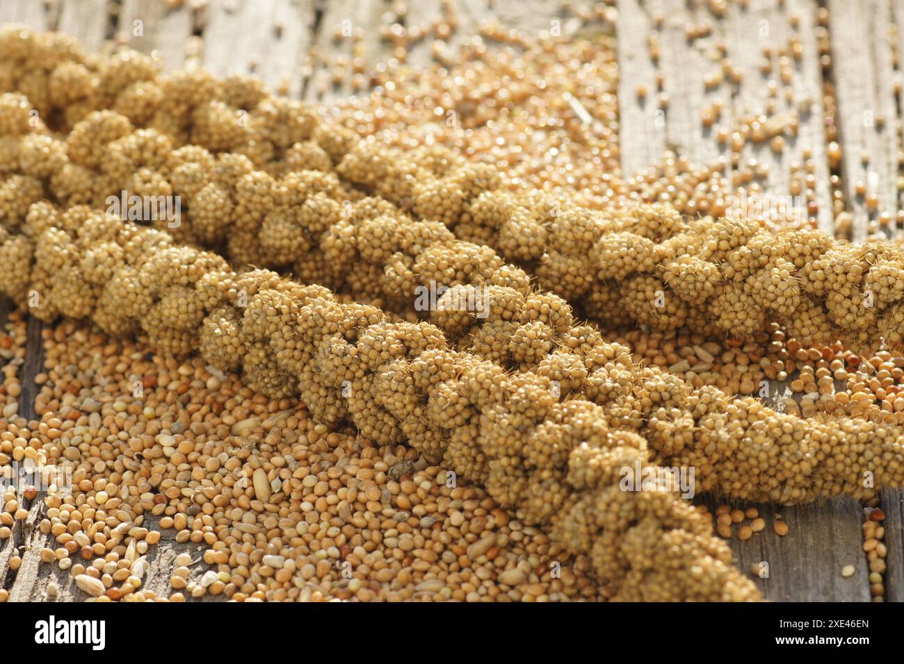 Foxtail seed hi-res stock photography and images - Alamy