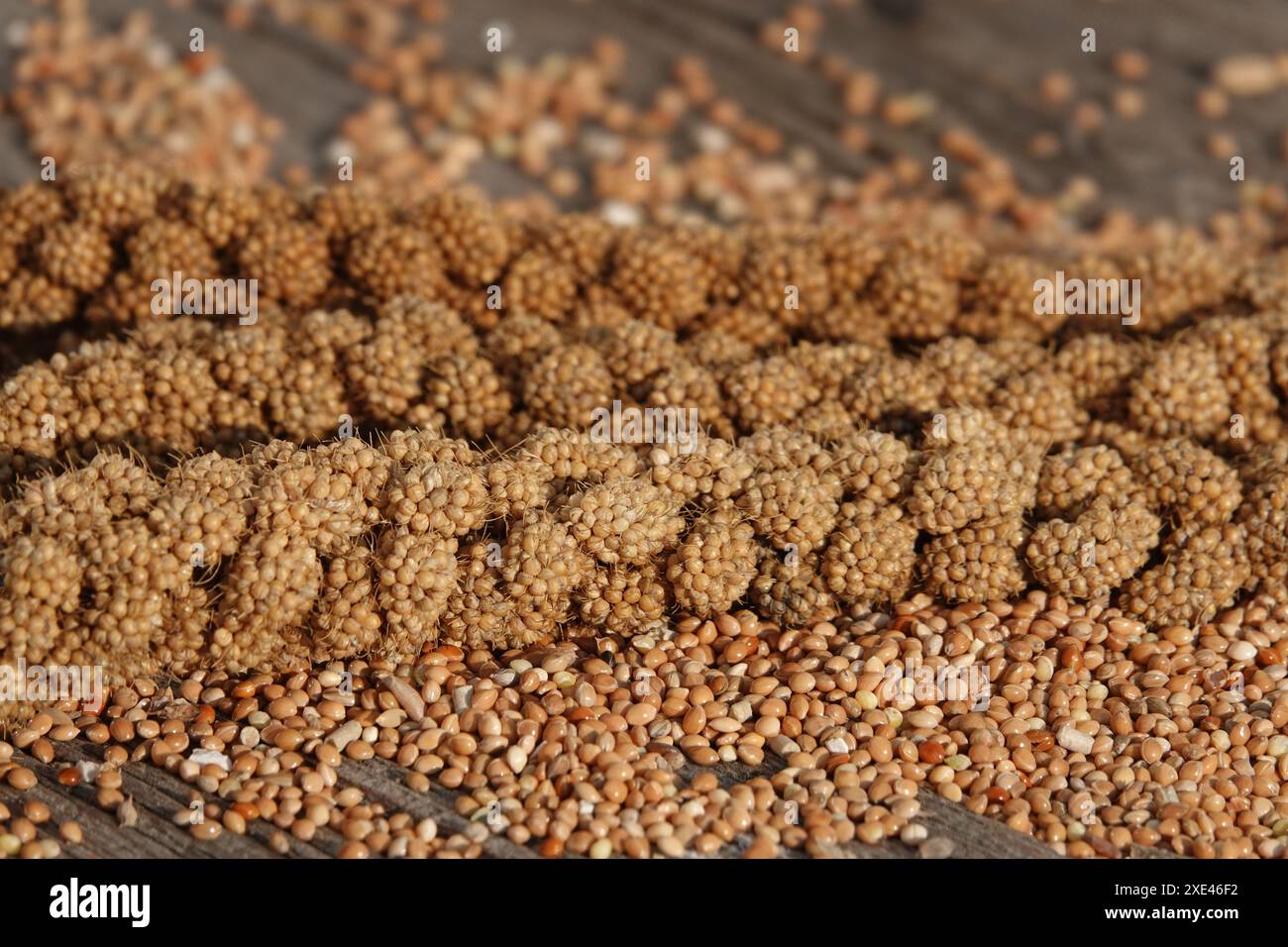 Setaria seed hi-res stock photography and images - Alamy