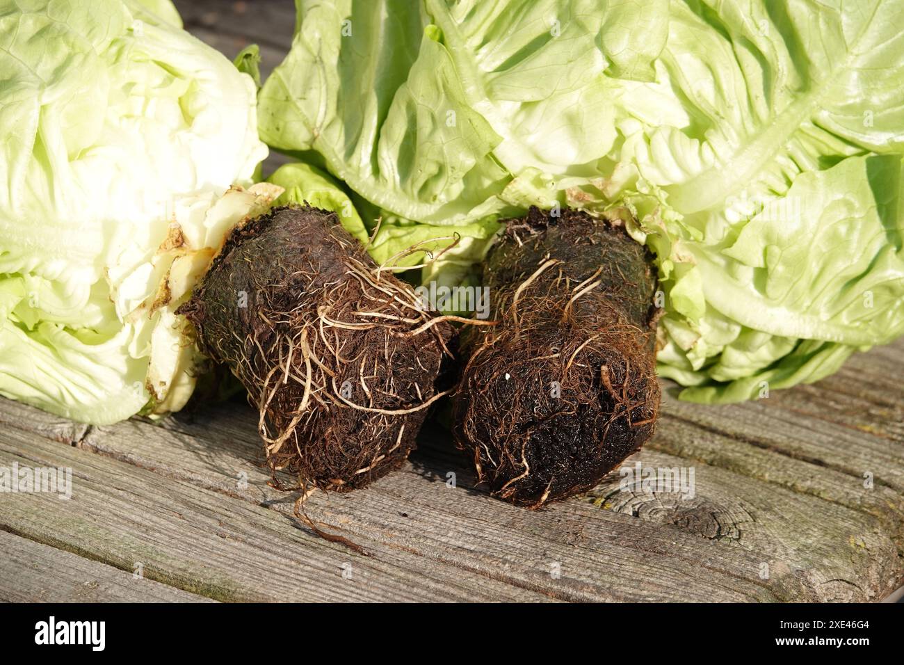 Lactuca sativa, lettuce, roots Stock Photo - Alamy