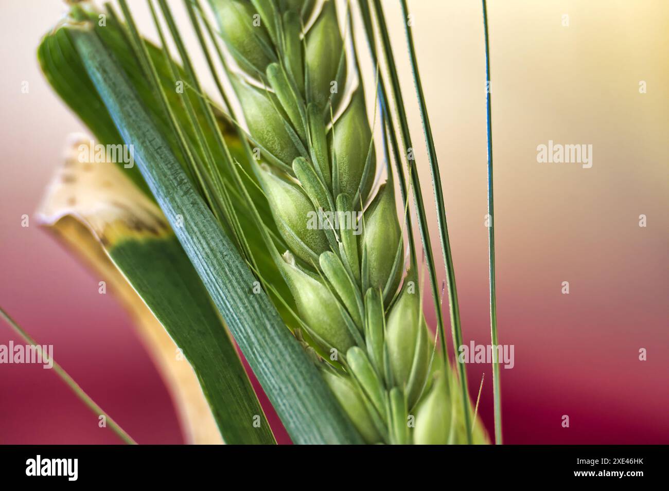 Close-up shot of a green ear of barley, emphasizing its detailed ...