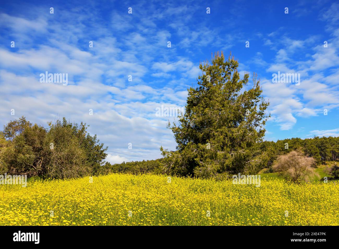 The green forest in the center of Israel. Forest Ben Shemen. Spring ...