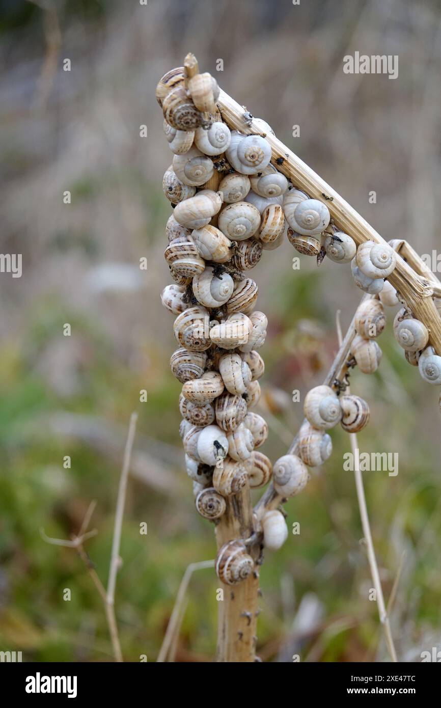 Snails on a blade of grass Stock Photo - Alamy