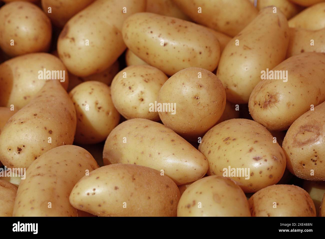 New potato crop hi-res stock photography and images - Alamy