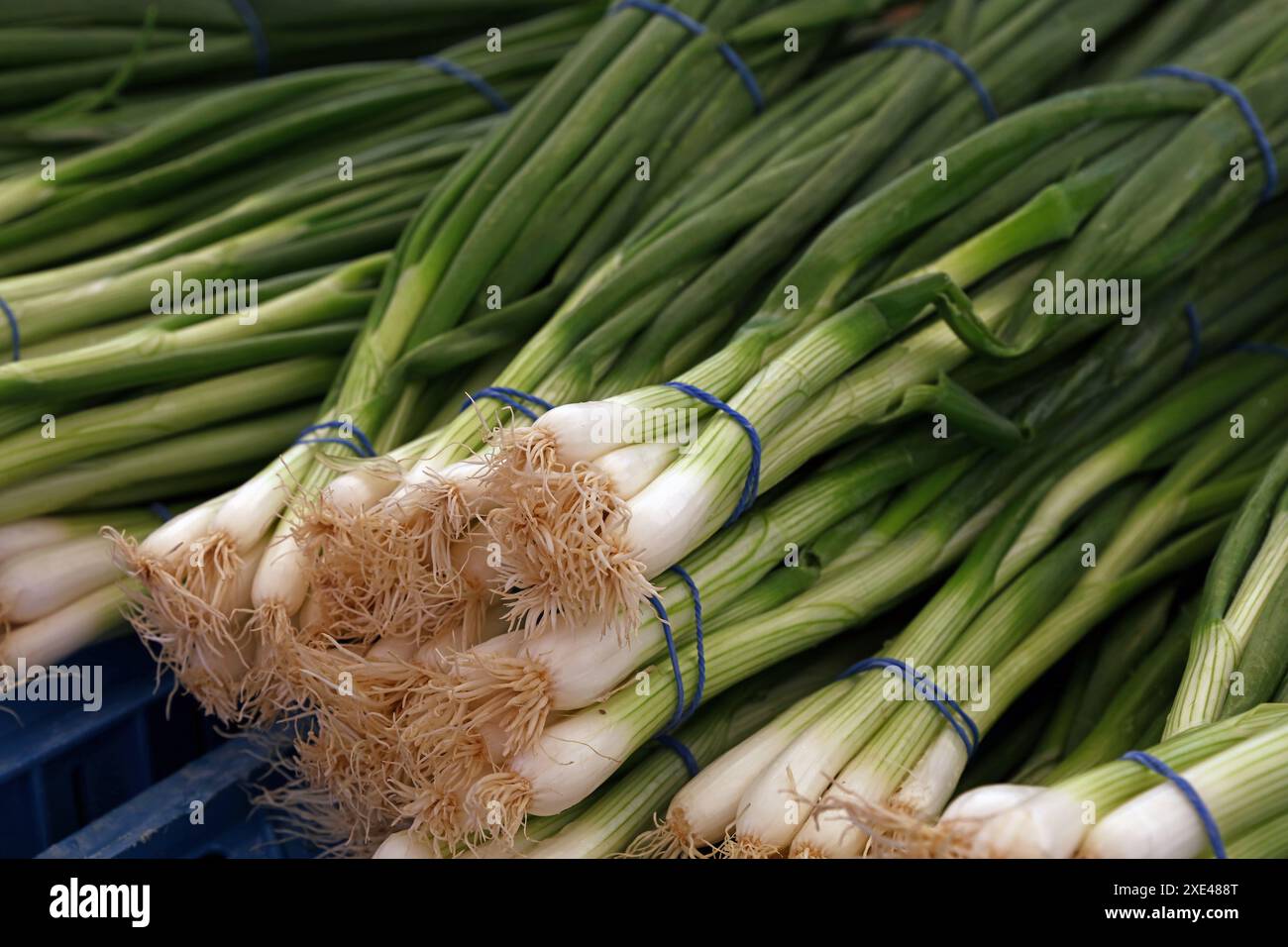 Heap of fresh green spring bunch onion Stock Photo - Alamy