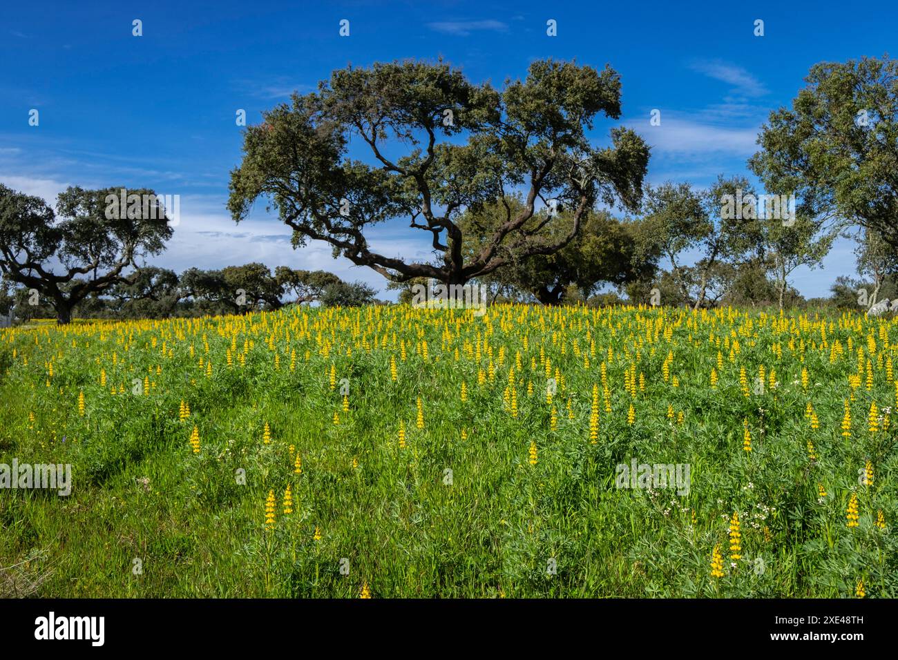 Ecosistemas forestales hi-res stock photography and images - Alamy