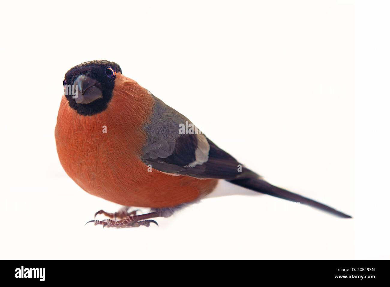 North eurasian bullfinch male hi-res stock photography and images - Alamy