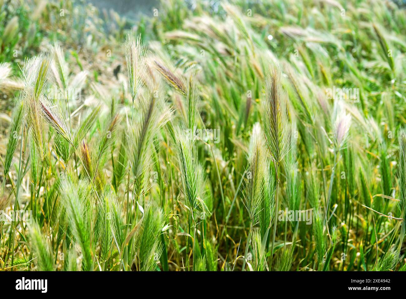 Cimmerian wheat grass Stock Photo - Alamy