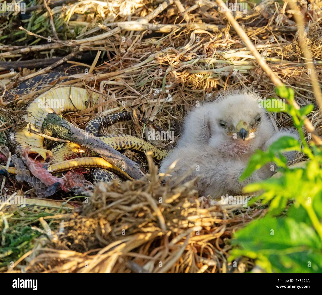 Long-legged buzzard nestlings and Balkan snake Stock Photo - Alamy