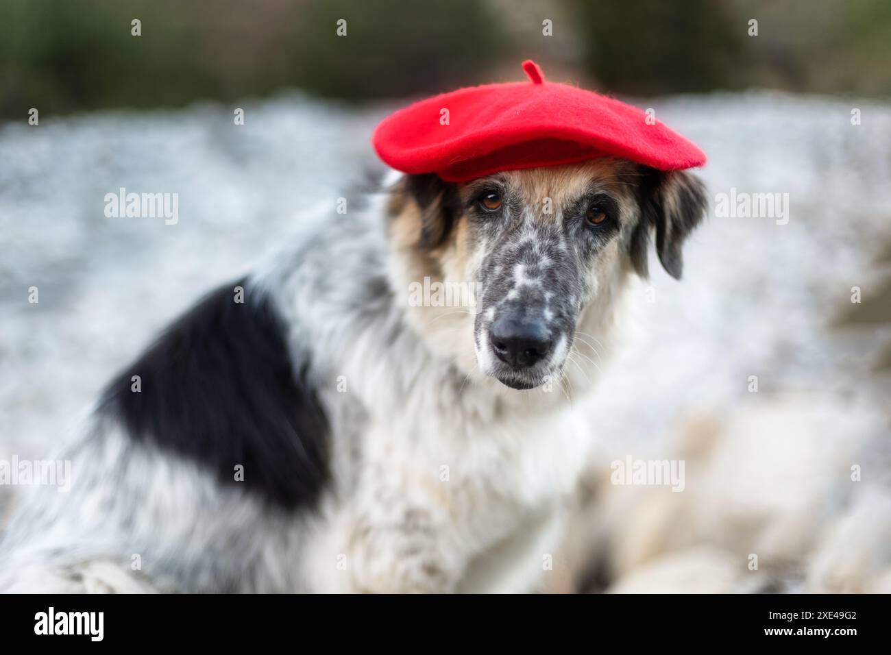 Big dog in bright red beret portrait close-up Stock Photo - Alamy