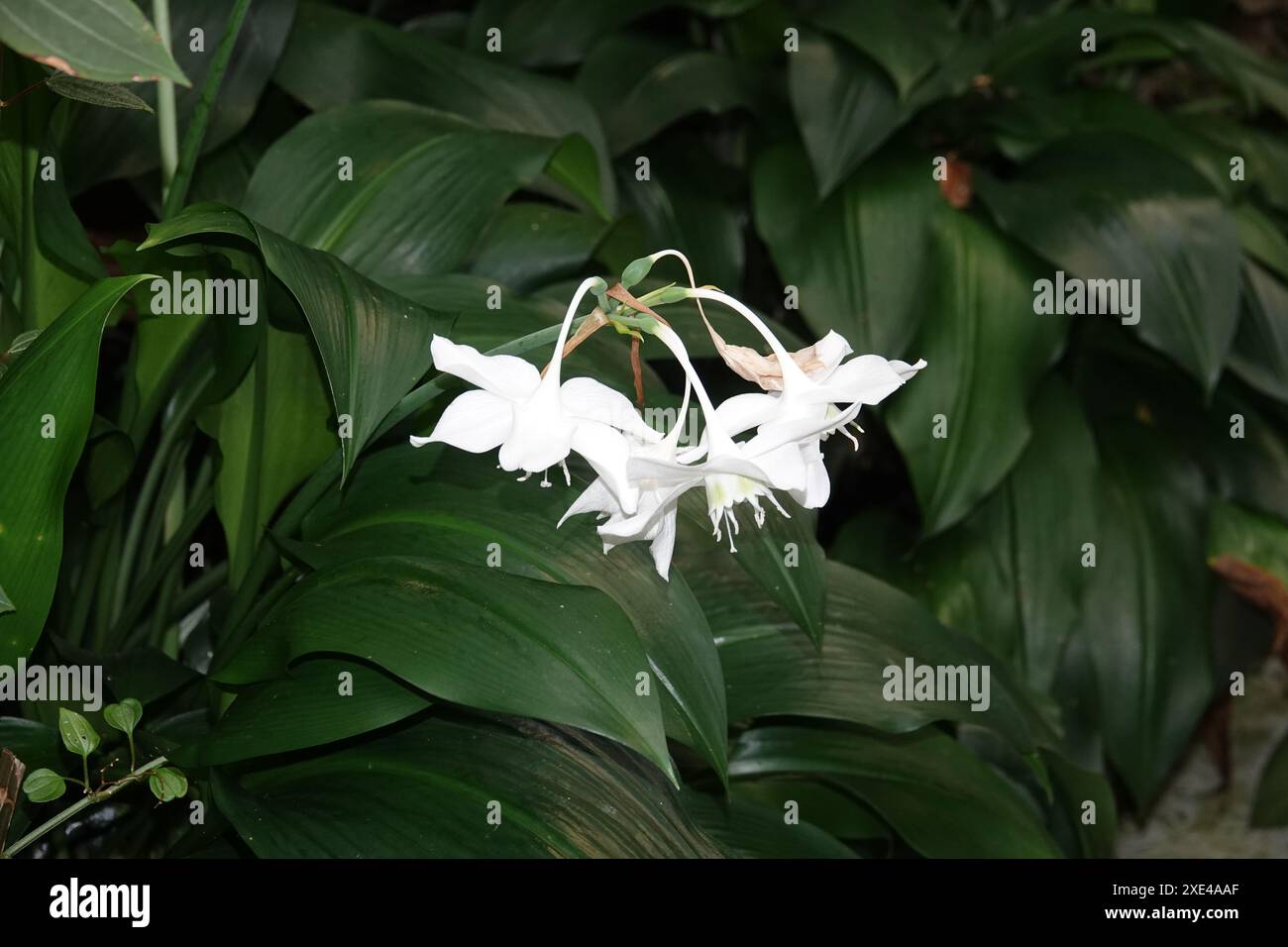 Eucharis amazonica, Amazon lily Stock Photo - Alamy