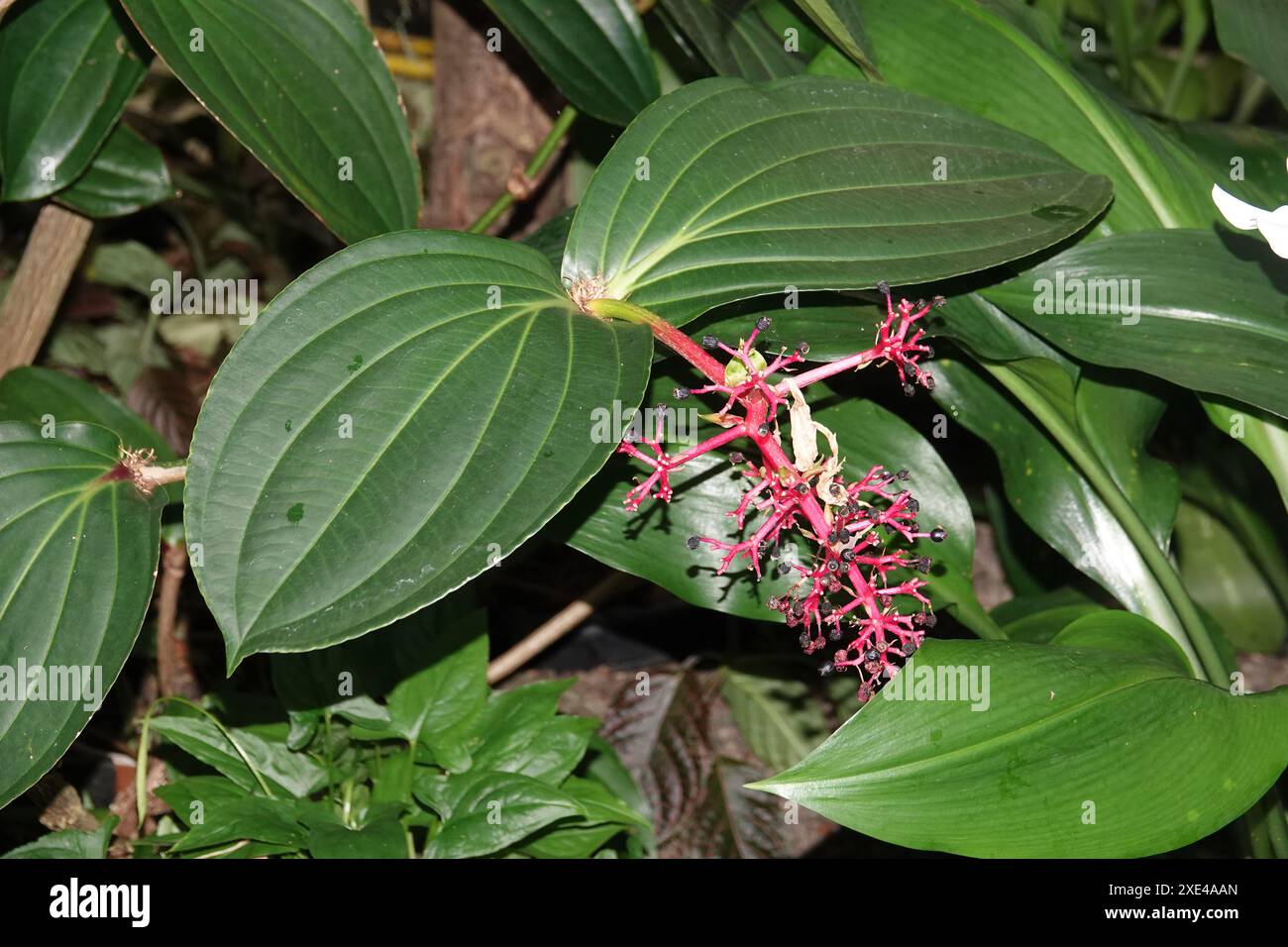 Medinilla multiflora, showy medinilla Stock Photo - Alamy