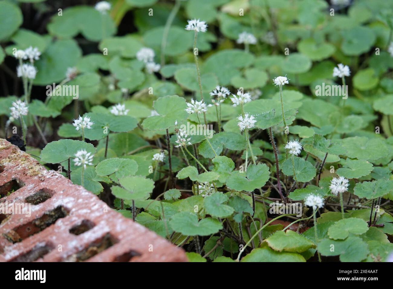 Centella asiatica, Asiatic pennywort Stock Photo - Alamy
