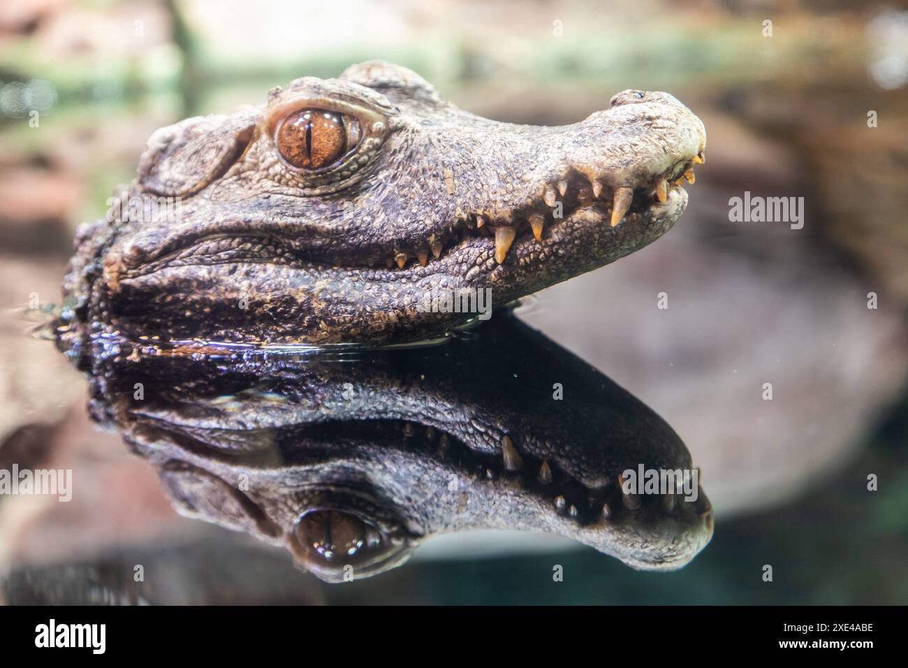 Cuvier Caiman, Paleosuchus palpebrosus. Reptile predator, tropical ...