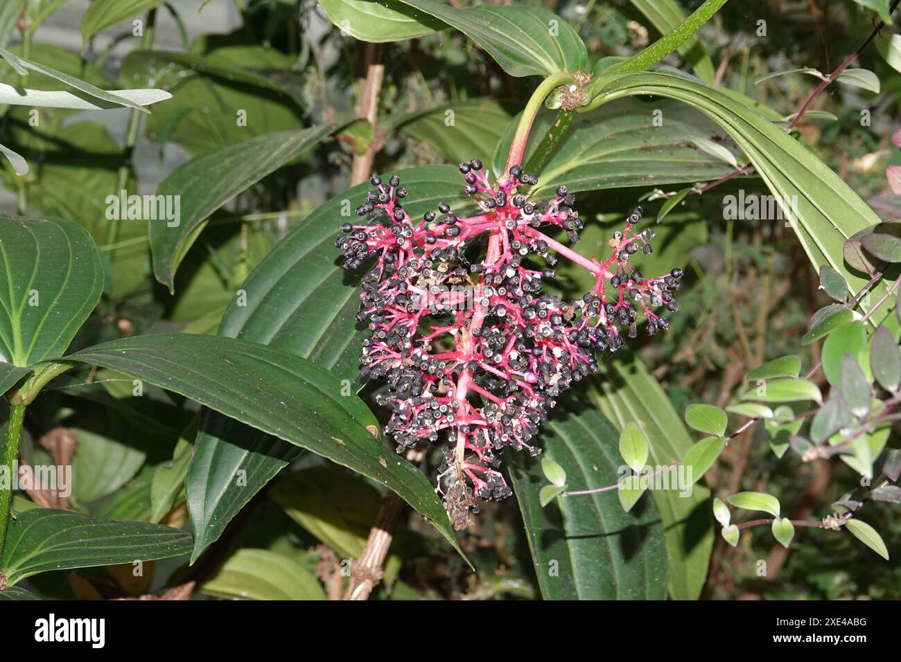 Medinilla multiflora, showy medinilla Stock Photo - Alamy