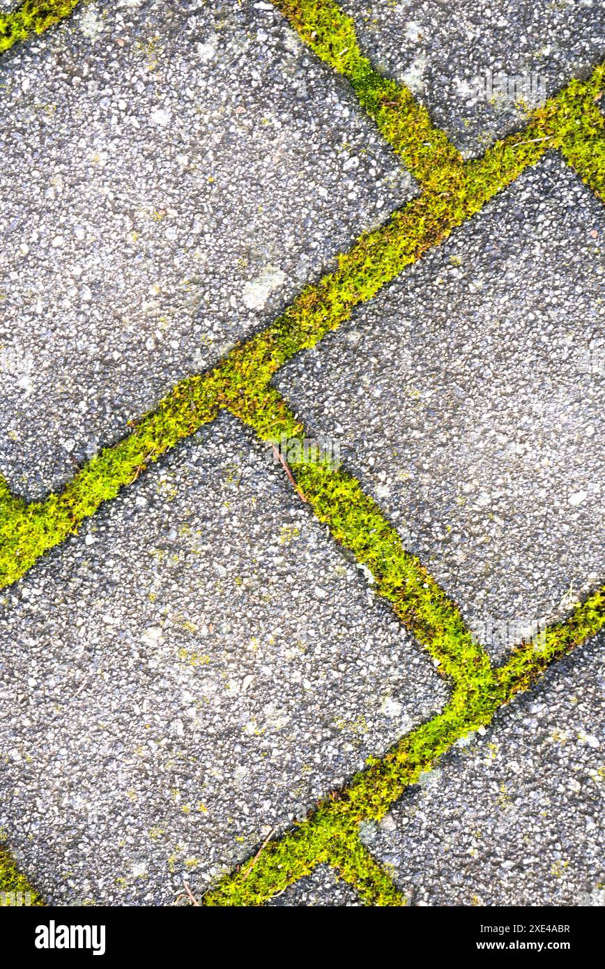 Gray paving stones with green overgrown joints - pattern and background ...