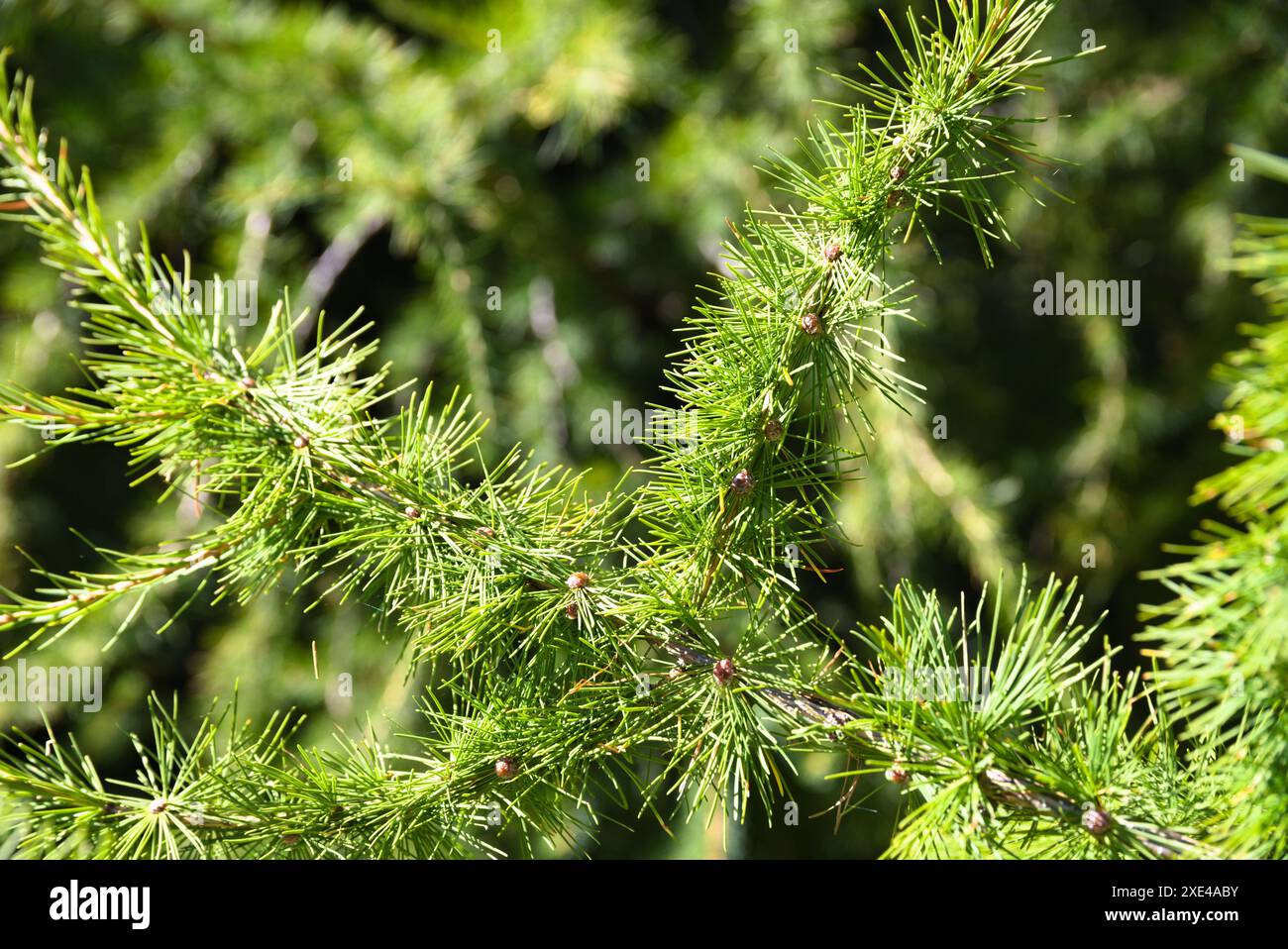 Nadelba schel hi-res stock photography and images - Alamy