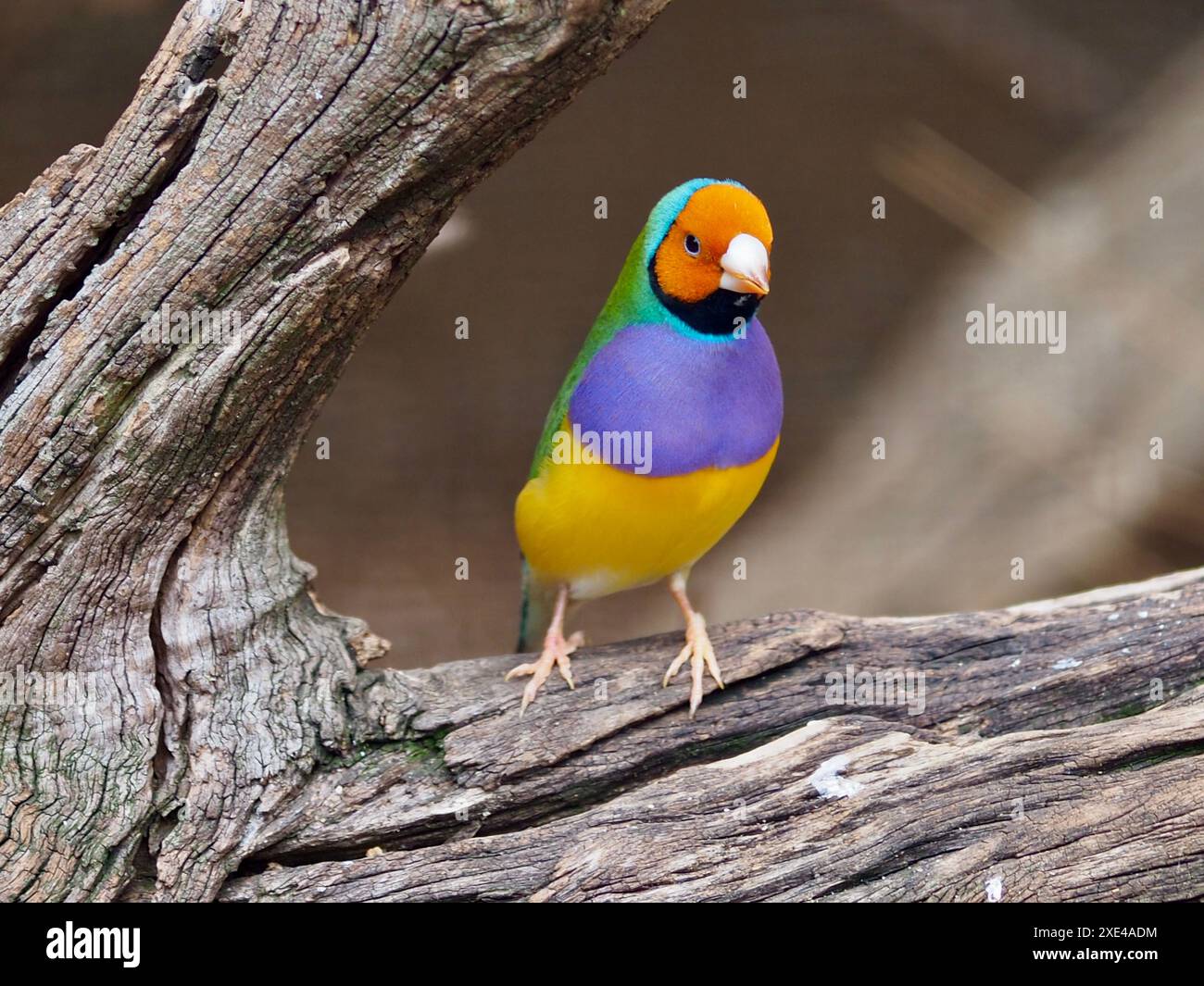 Endangered in nt hi-res stock photography and images - Alamy