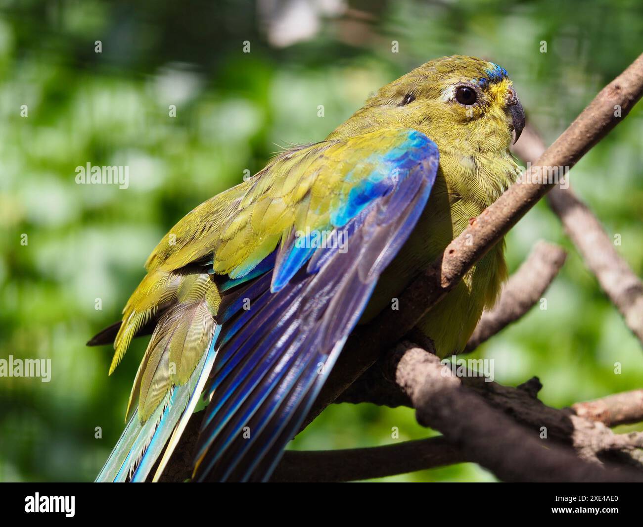 Adorable enchanting Elegant Parrot sunning its vivid plumage Stock ...